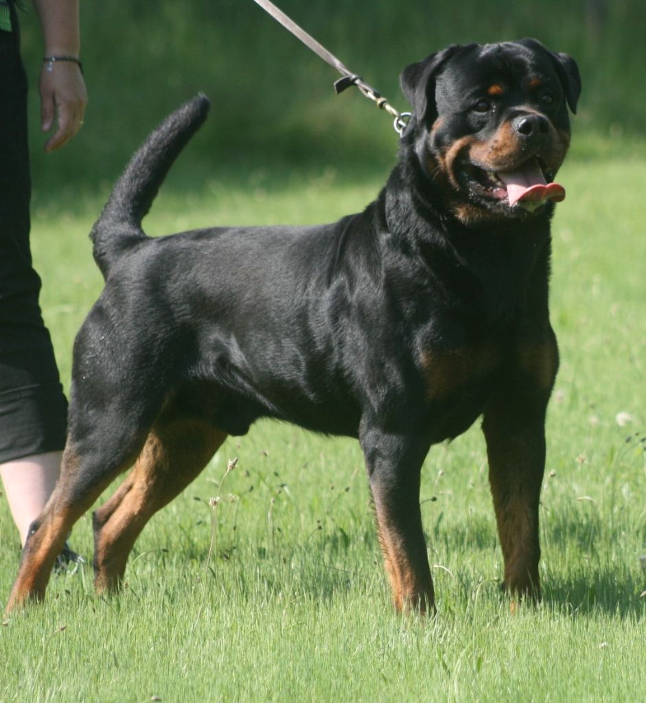 Accueil - Elevage Von quellen der deome - eleveur de chiens Rottweiler
